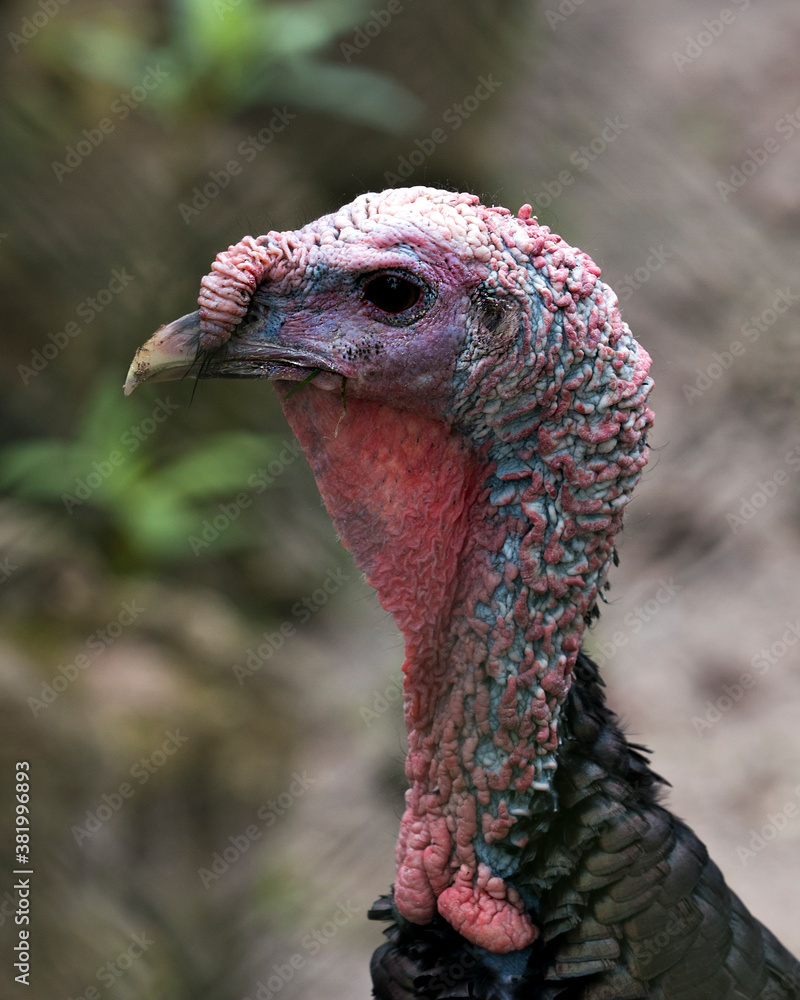 Wild turkey stock photos. Wild turkey head close up with a blur ...