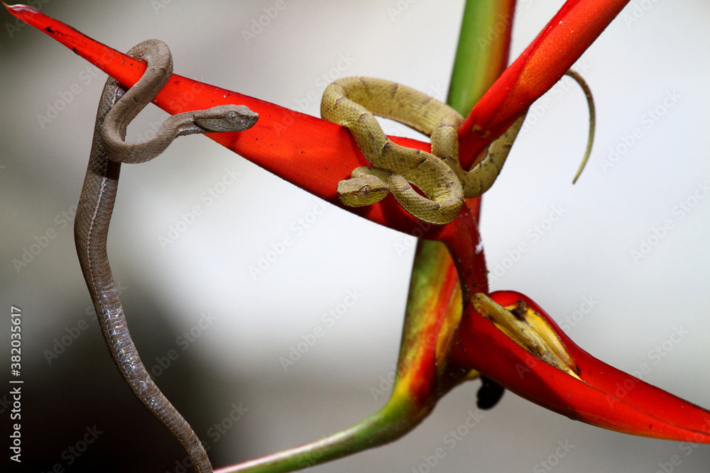 Serpiente lora Stock Photo | Adobe Stock