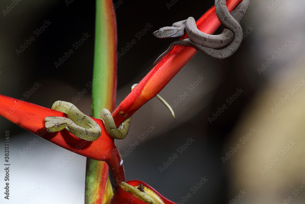 Serpiente lora Stock Photo | Adobe Stock