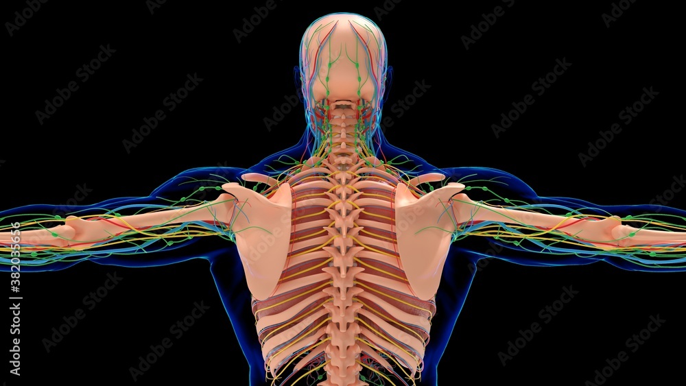 Human Skeleton Anatomy With Circulatory System and Lungs For medical ...