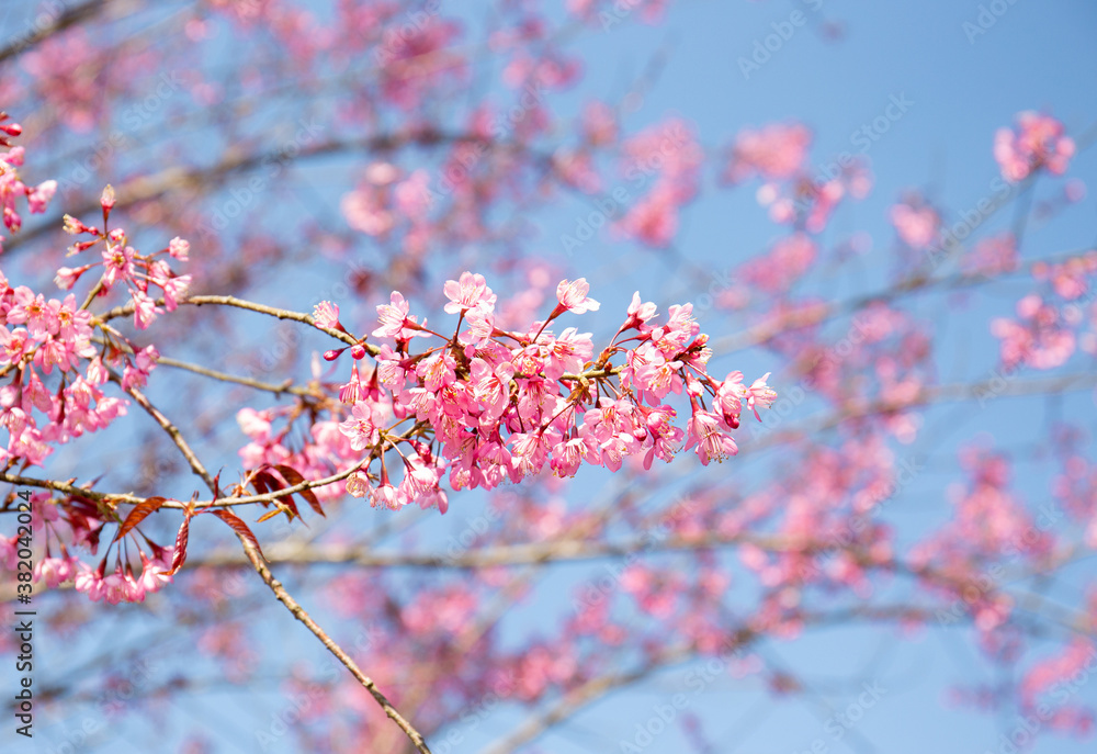 Beautiful cherry flowers bloom( Mai Anh Dao in Vietnamese) in tea hill ...