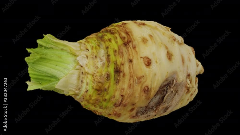 Realistic render of a rotating Celery Root (Celeriac) hypocotyl on ...