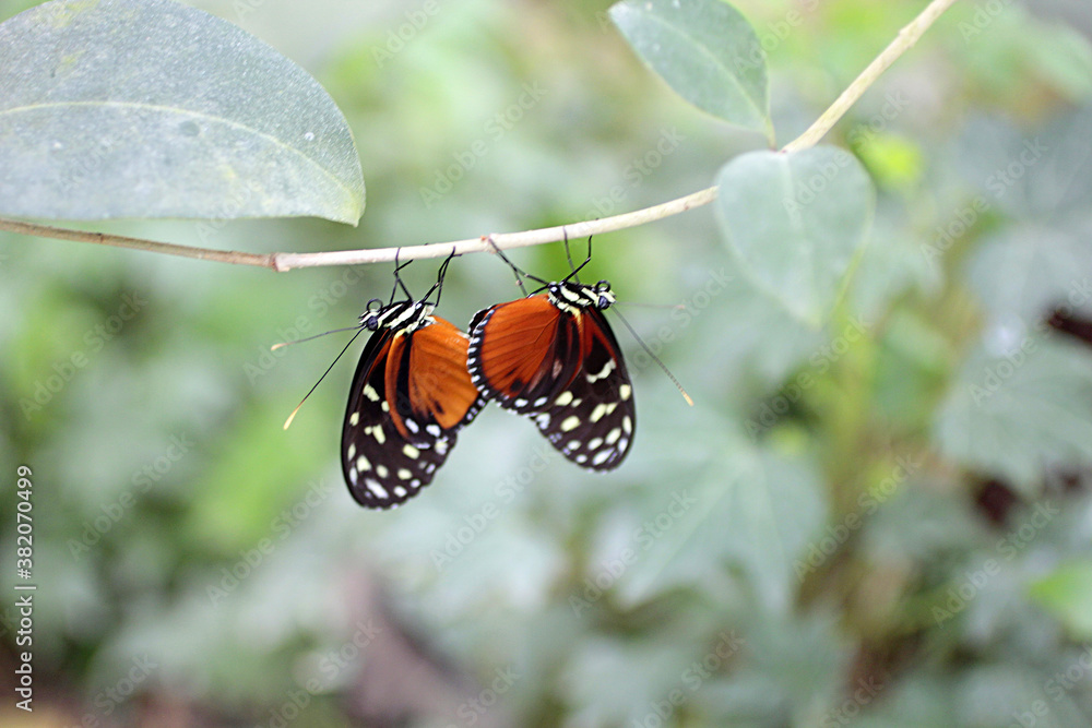accouplement des papillons Stock Photo | Adobe Stock