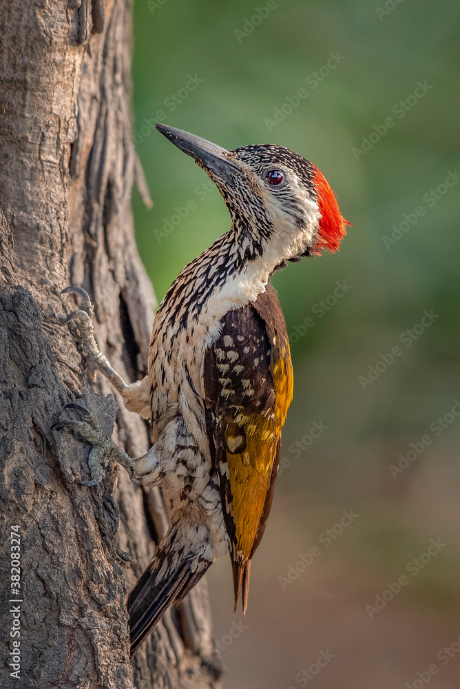 The black-rumped flameback, also known as the lesser golden-backed ...