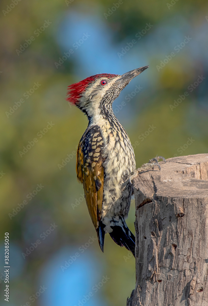The black-rumped flameback, also known as the lesser golden-backed ...