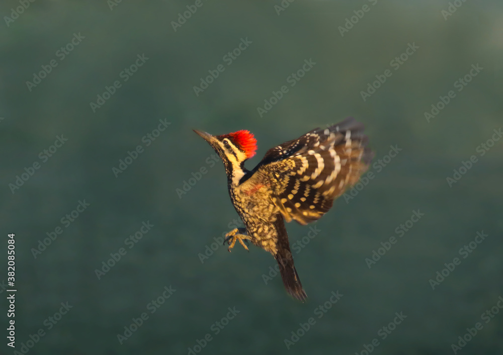 The black-rumped flameback, also known as the lesser golden-backed ...