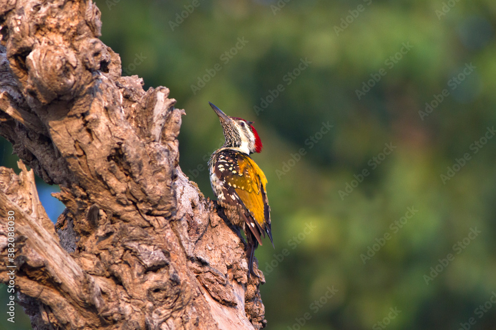The black-rumped flameback, also known as the lesser golden-backed ...
