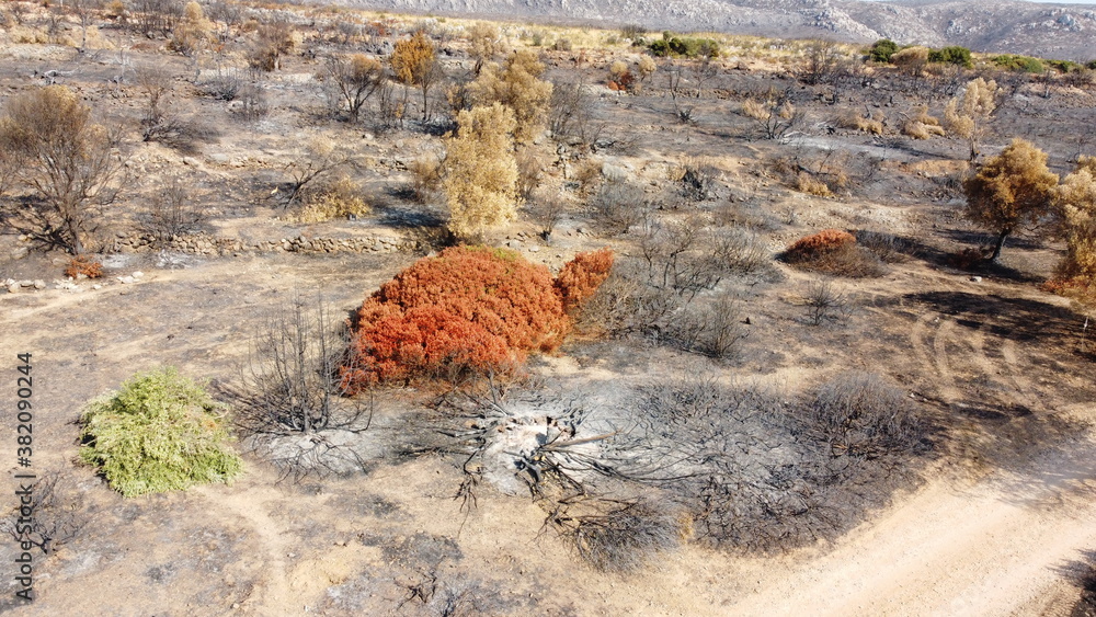 Scorched earth after a forest fire photographed with a drone from a ...