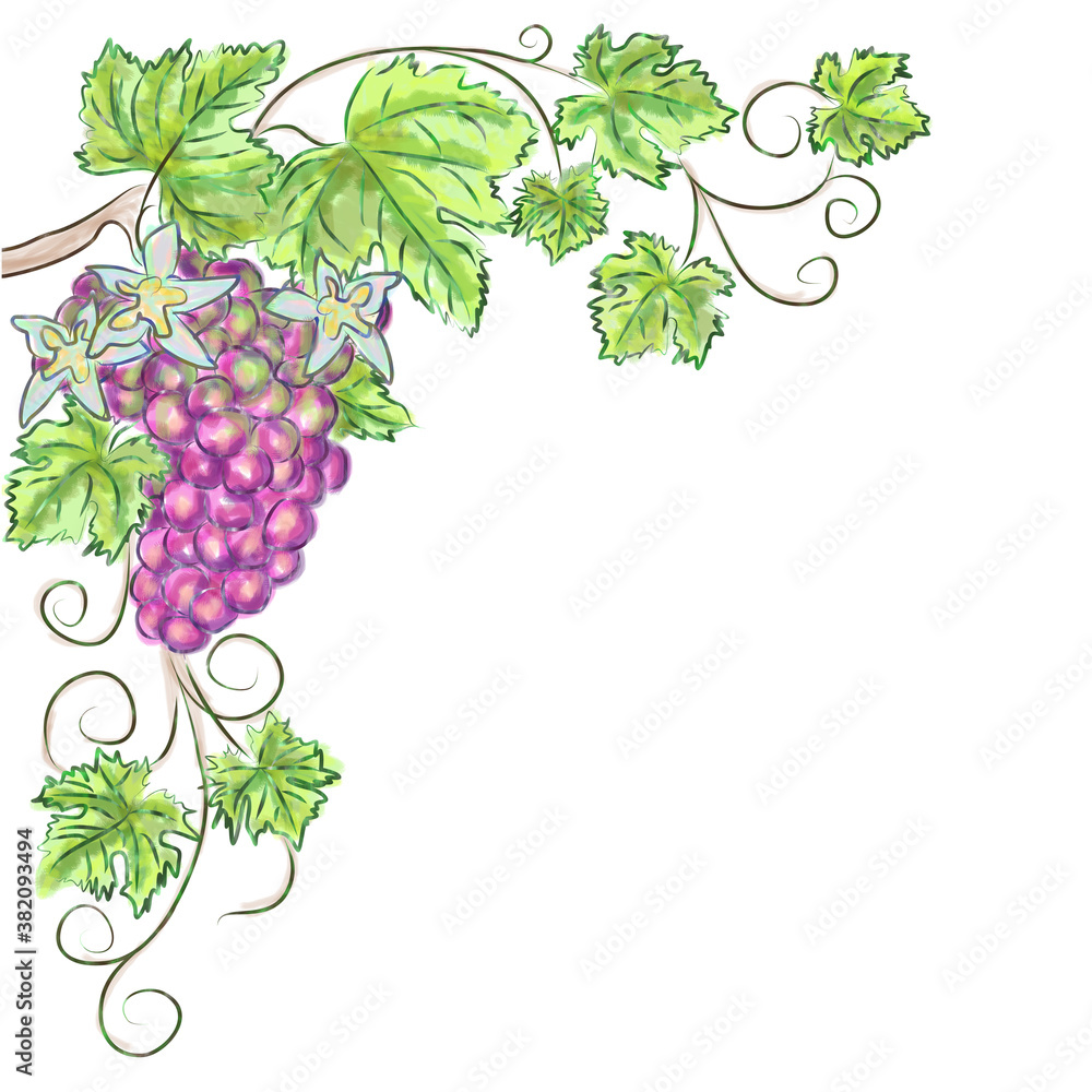 Illustration of a grapevine stylized as a watercolor drawing, isolated ...