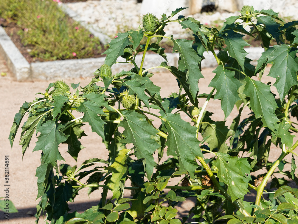 (Datura stramonium) Datura officinal ou stramoine belle plante sauvage ...