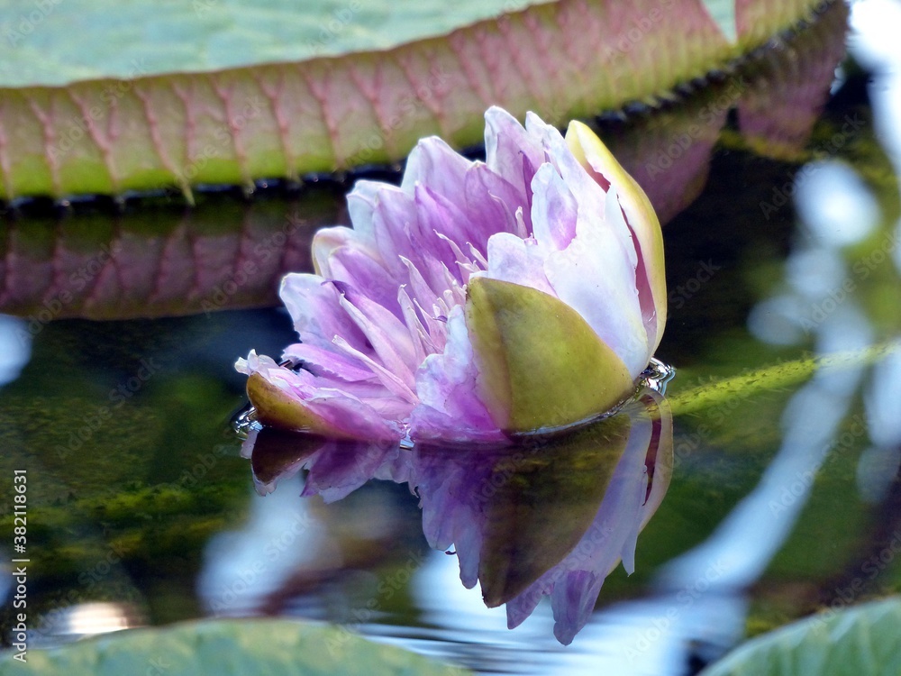 Foto de Victoria amazonica, (Nymphaeaceae family) white blossom on the ...