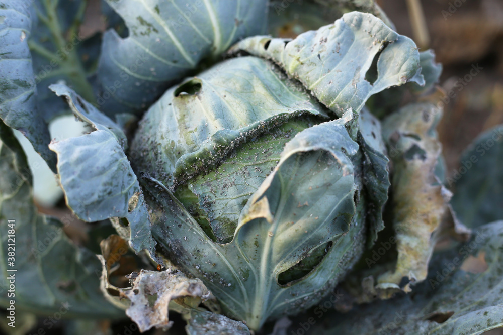 Ripe cabbage with aphids on the surface of the petals, which quickly ...
