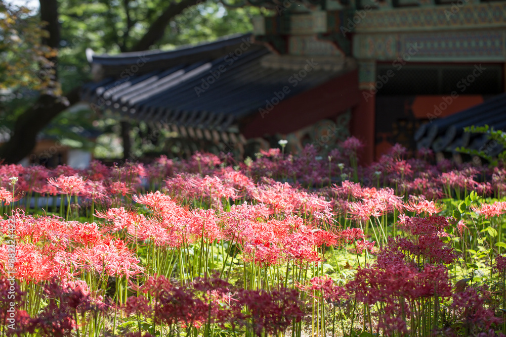 Lycoris radiata. Red spider lily in garden. Stock Photo | Adobe Stock