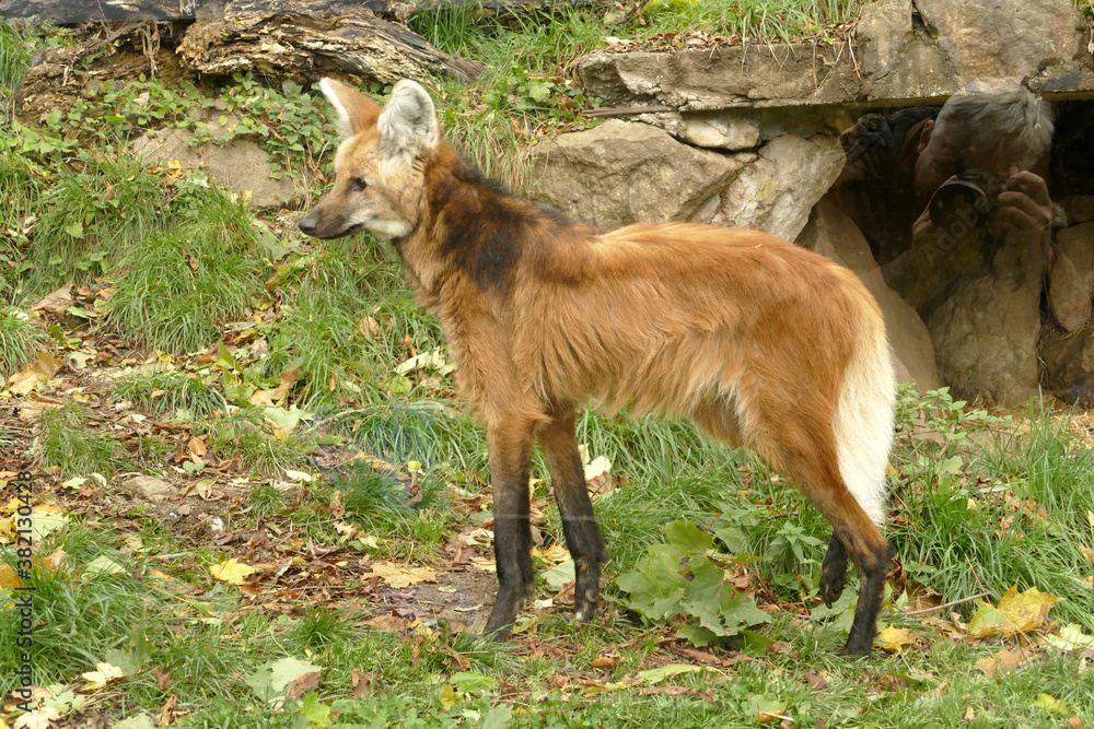 Rare mammal: maned wolf with long legs in the wild park Stock Photo ...