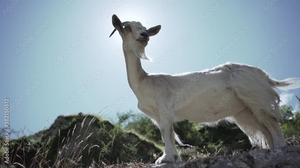 White mountain goat stands proudly on rock in wind with sun shining ...