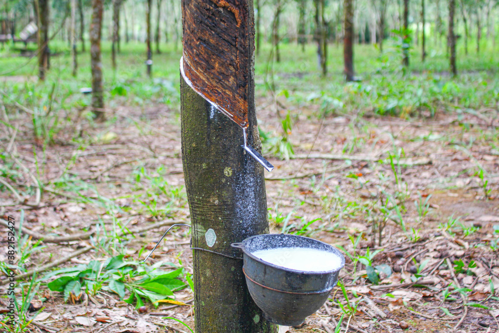 Vietnam rubber tree,Tapping latex rubber source of natural Stock Photo ...