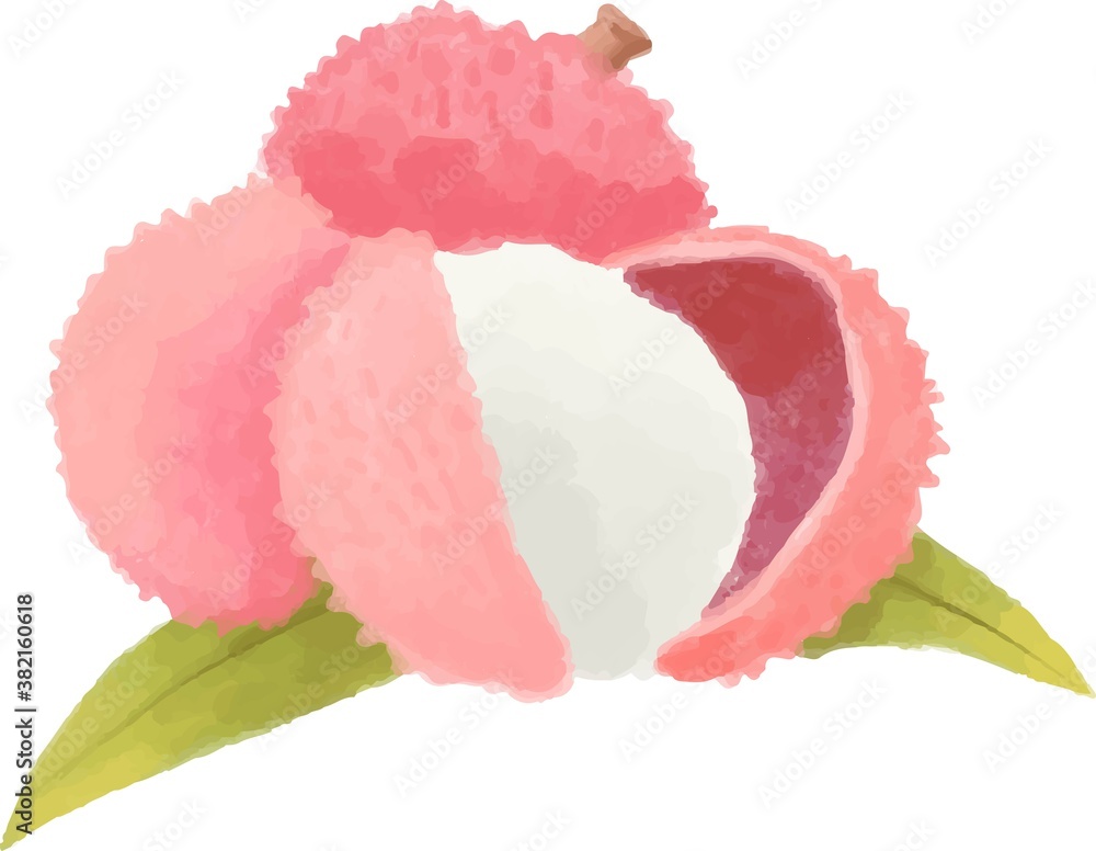 Hand drawn watercolor painting style litchi on white background. Vector ...