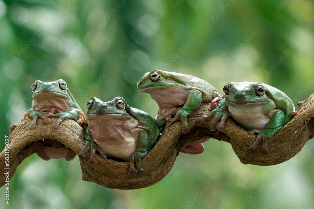 Four Australian white tree frog on leaves, dumpy frog on branch, animal ...