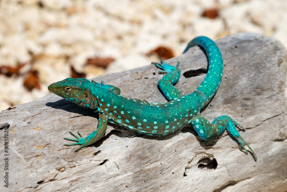 Foto de Green gecko sitting atop a log in desert in Aruba do Stock ...