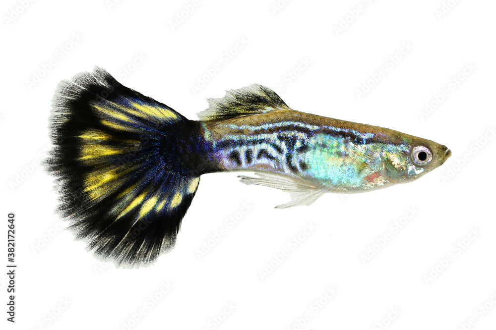 Cobra Guppy fish aquarium fish Poecilia reticulata colorful rainbow ...