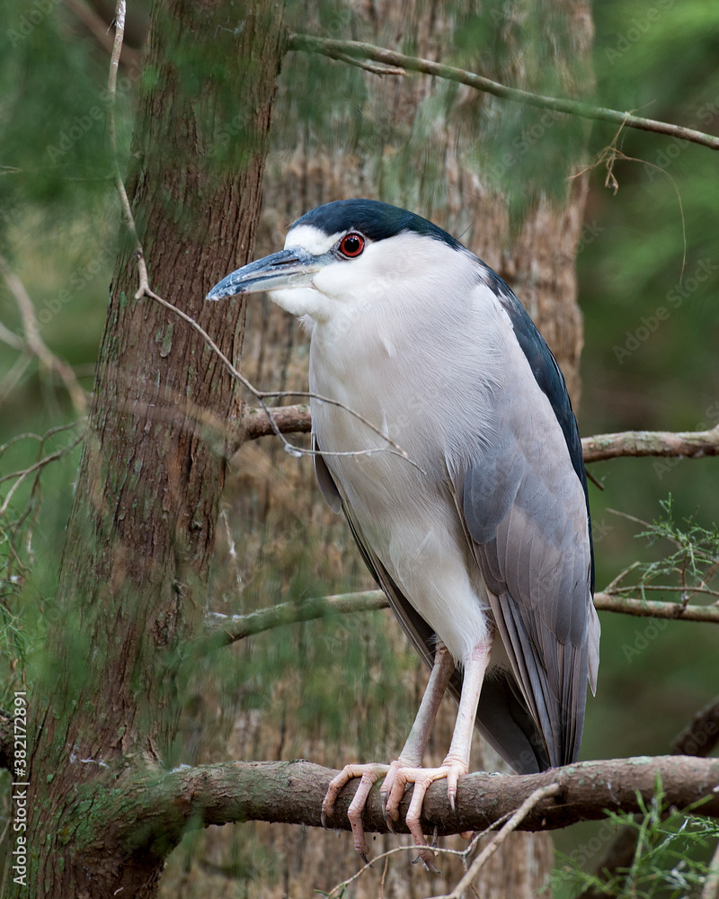 Black crowned Night-heron bird. Black crowned Night-heron adult bird ...