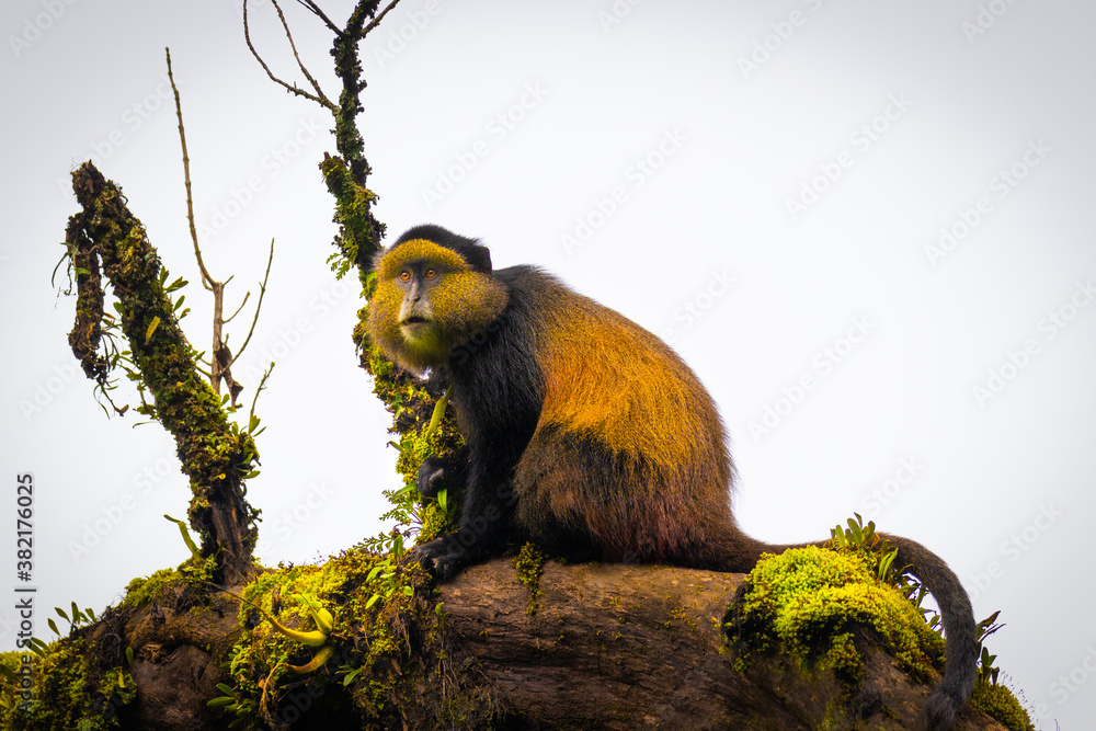 Wild and very rare golden monkey ( Cercopithecus kandti) in the ...