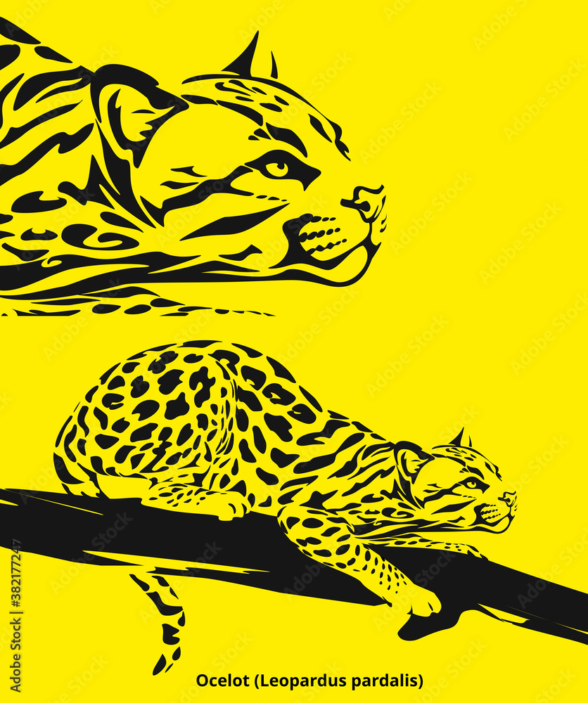 Vector illustration of Ocelot (Leopardus pardalis) Poster two colors ...