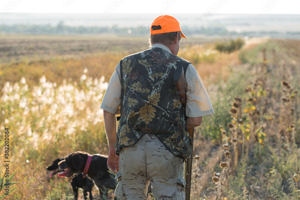 Duck hunter with shotgun walking through a meadow. .Rear view of a man ...