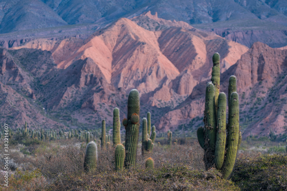 CARDON DE LA PUNA or CARDON DE LA SIERRA Echinopsis atacamensis ...