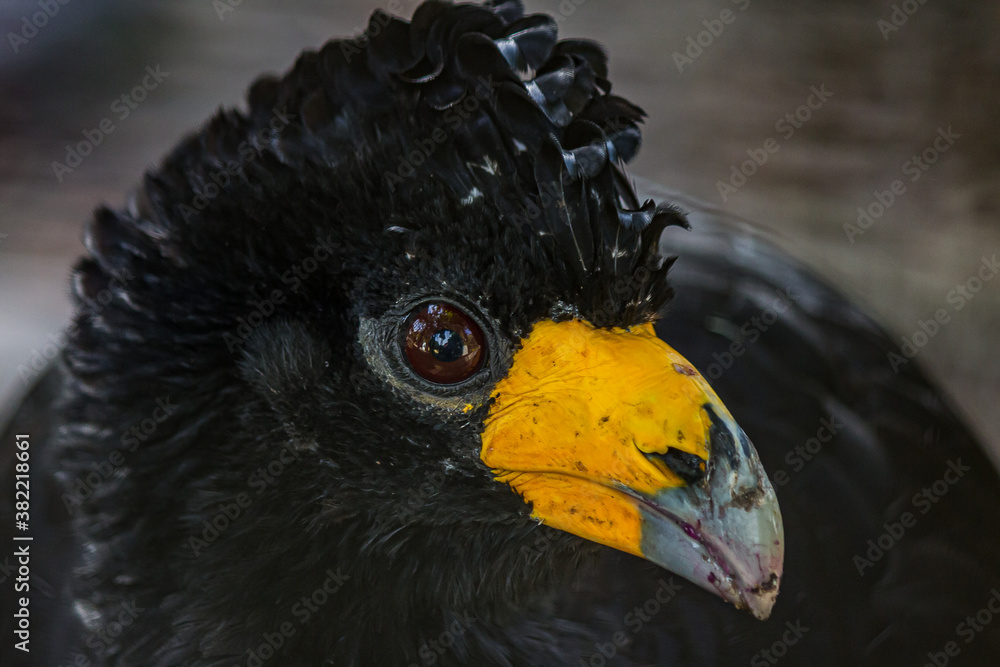 The black curassow (Crax alector), also known as the smooth-billed or ...