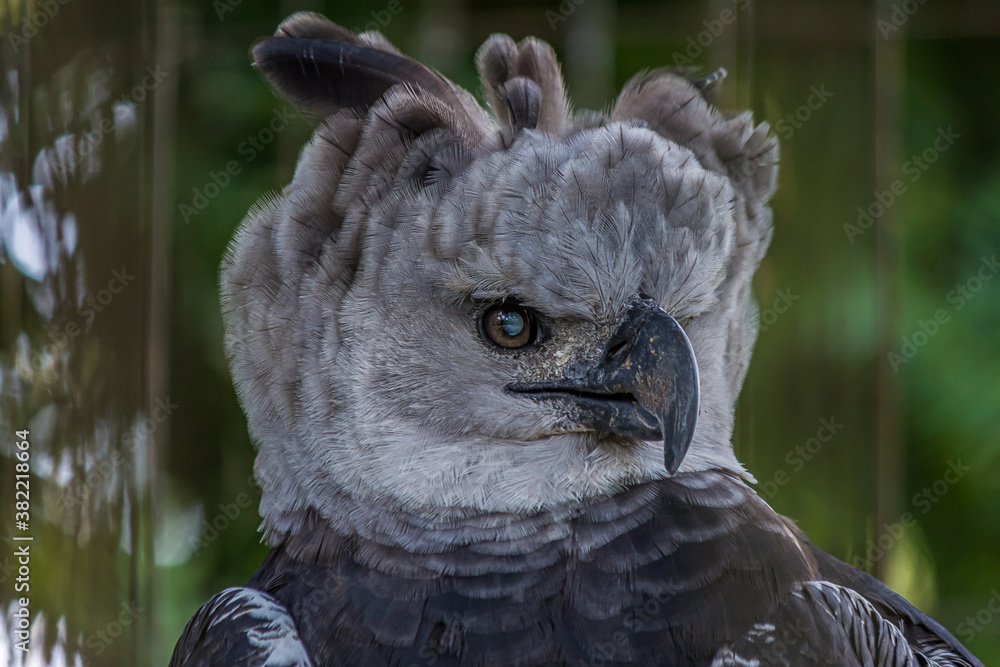 The harpy eagle (American harpy eagle, Harpia harpyja) is a neotropical ...
