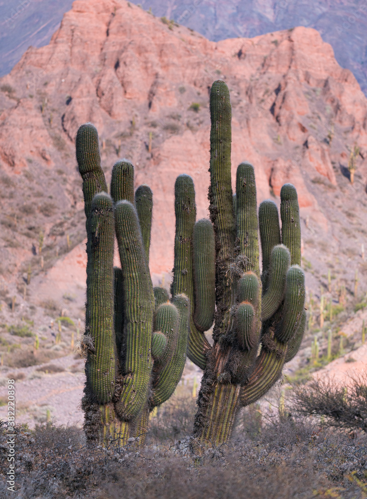 CARDON DE LA PUNA or CARDON DE LA SIERRA Echinopsis atacamensis ...