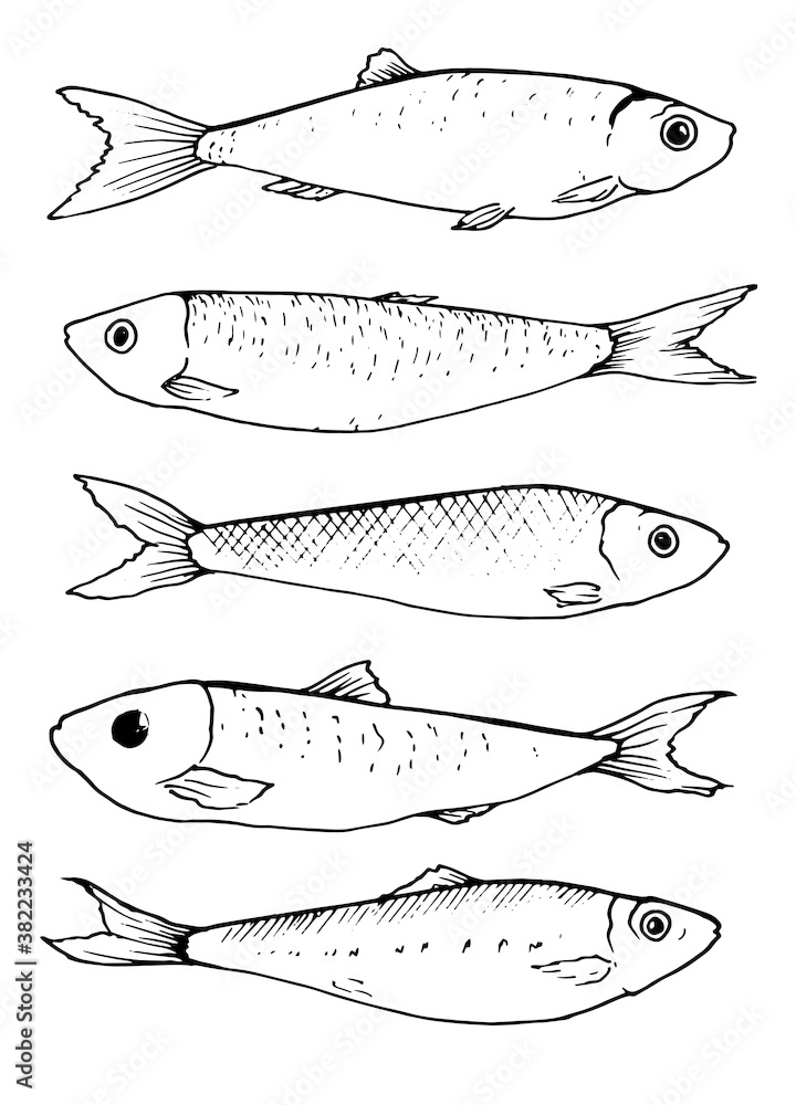 vector Graphic collection of small sprat fish , drawn in the style of ...