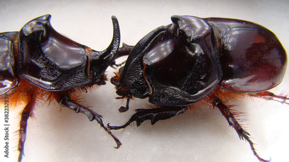 Rhinoceros beetle, Rhino beetle, Fighting beetle European rhinoceros ...