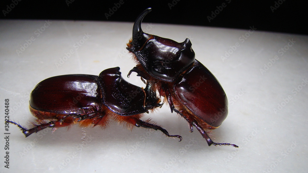 Rhinoceros beetle, Rhino beetle, Fighting beetle European rhinoceros ...