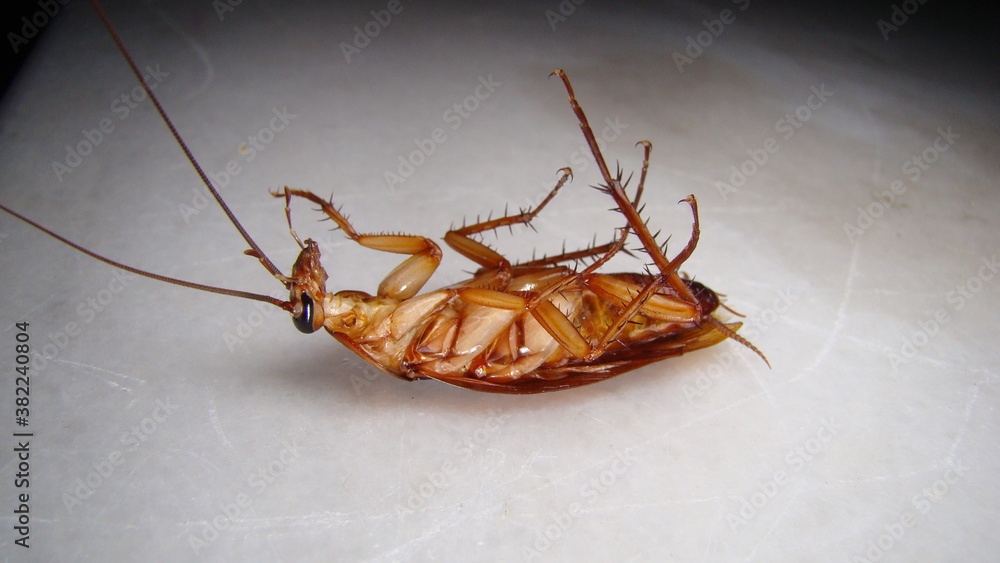 close up of cockroach isolated on white background. closeup cockroach ...