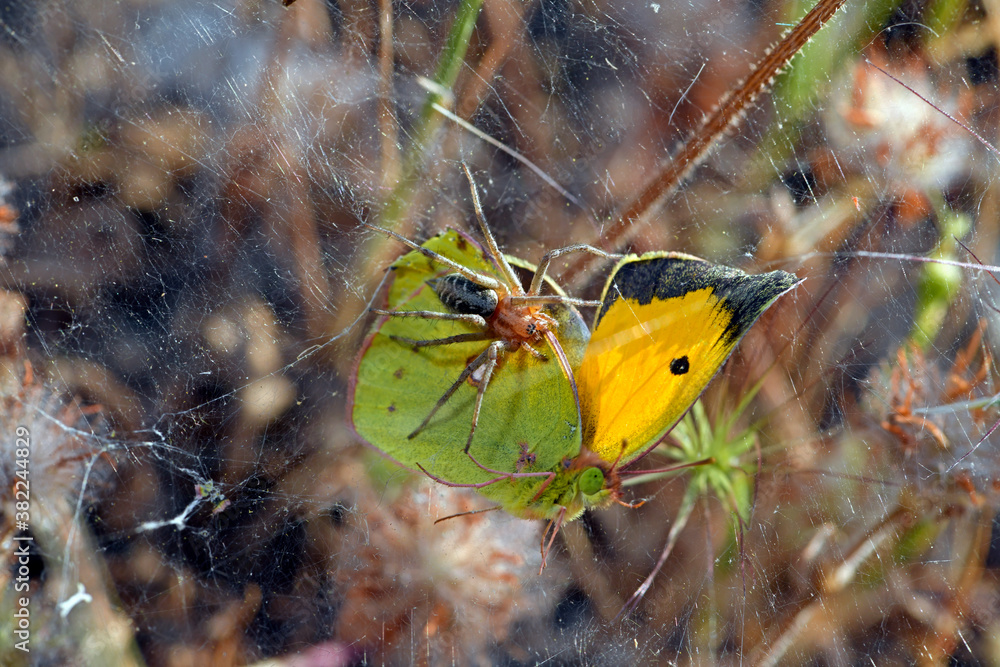 Labyrinthspinne (Agelena labyrinthica) mit erbeutetem Schmetterling ...