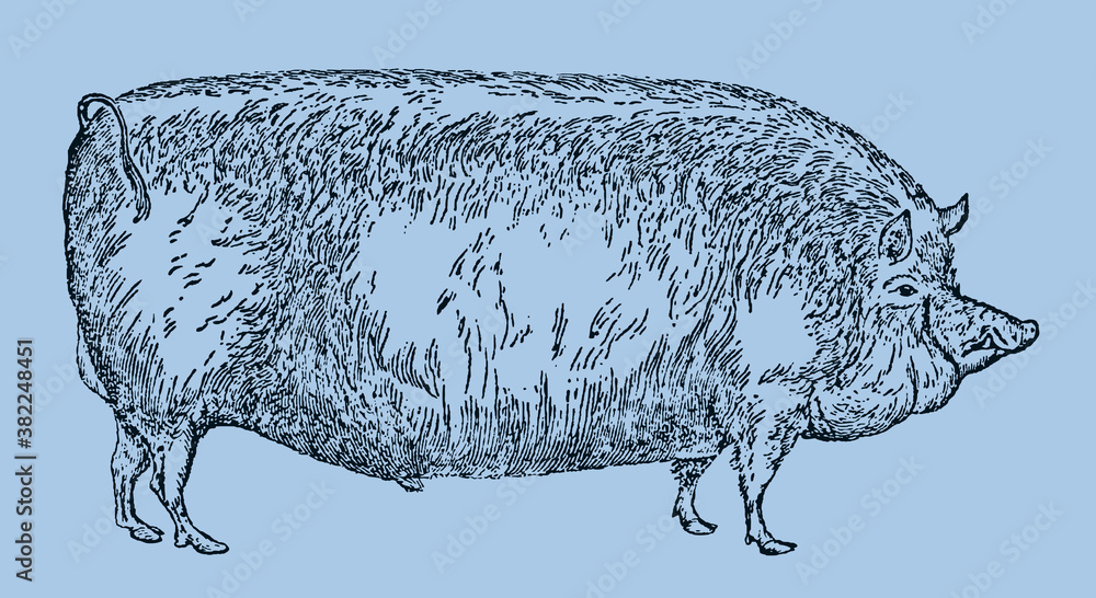 Extinct Suffolk pig breed in side view isolated on a light blue ...