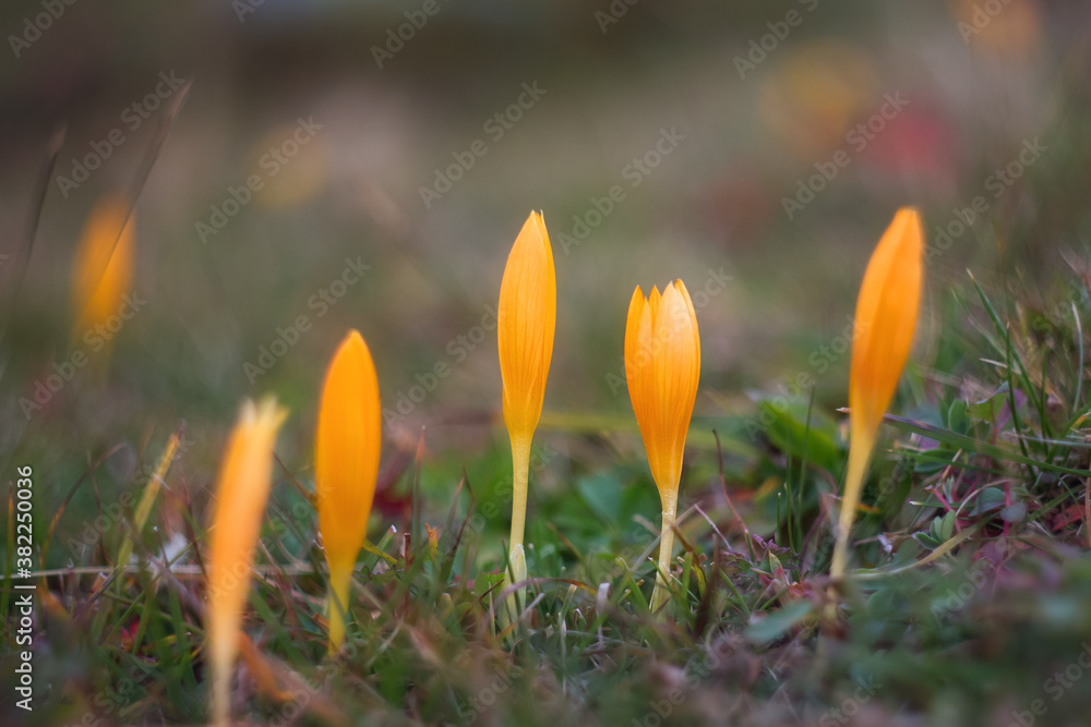 Autumn Crocus Leaves