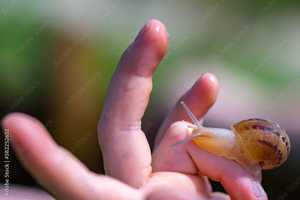 Snail farm. Industrial cultivation of edible mollusks of the species ...
