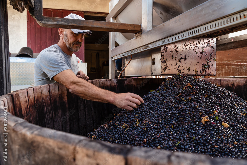 Foto de 49 years old wine maker working to produce new wine for his ...