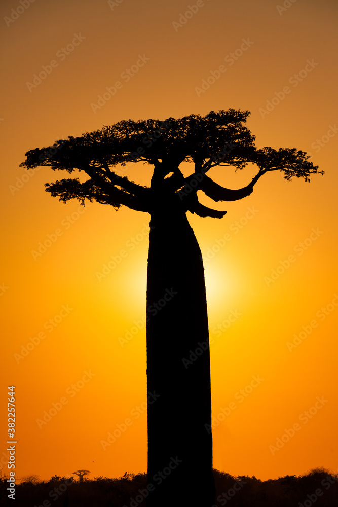 Iconic African Trees at Sunset Stock Photo | Adobe Stock