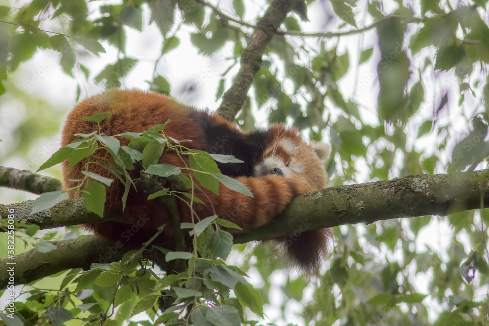 Soft focus cosy image of a wild red panda sleeping in a tree. Tired ...