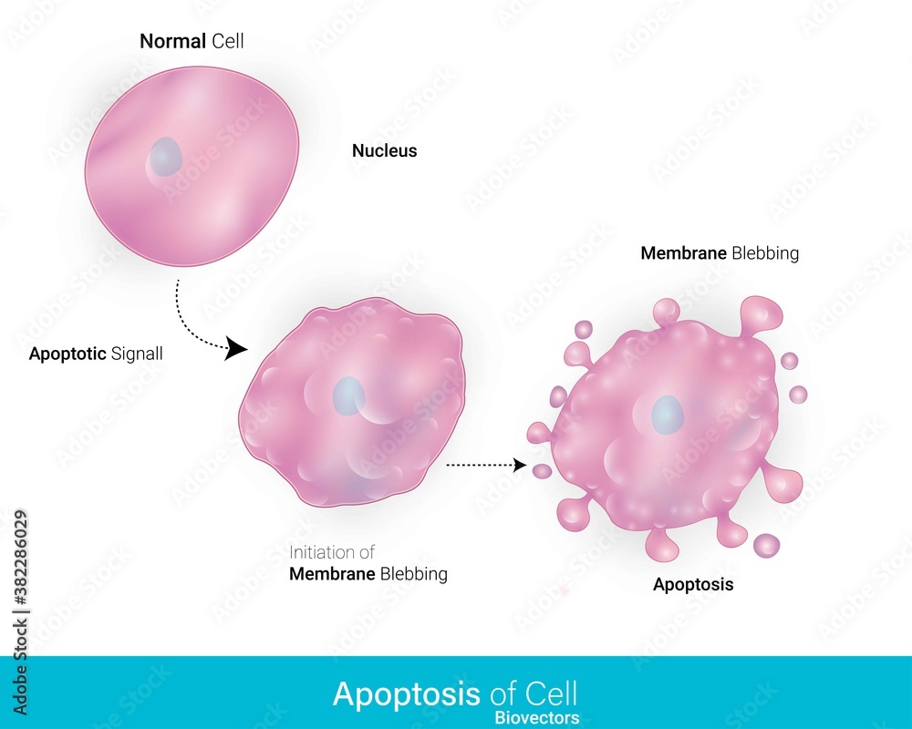 Mechanism Of Apoptosis or programmed cell death and its stages vector ...
