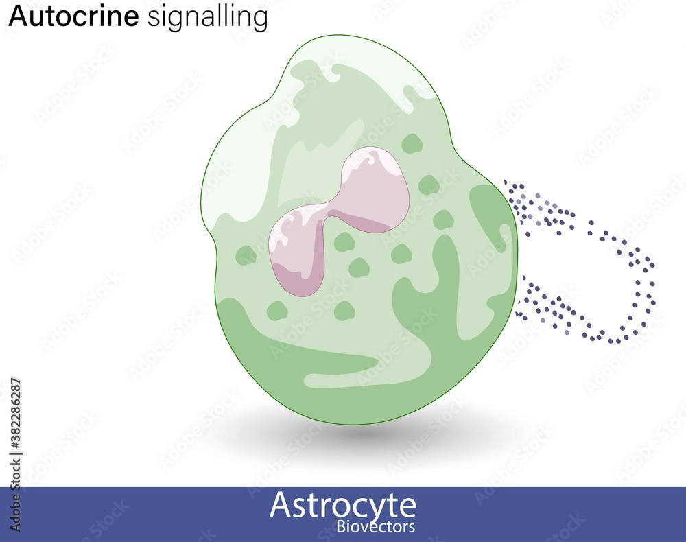 vector eps of Autocrine cell signaling by hormone molecules Stock ベクター ...