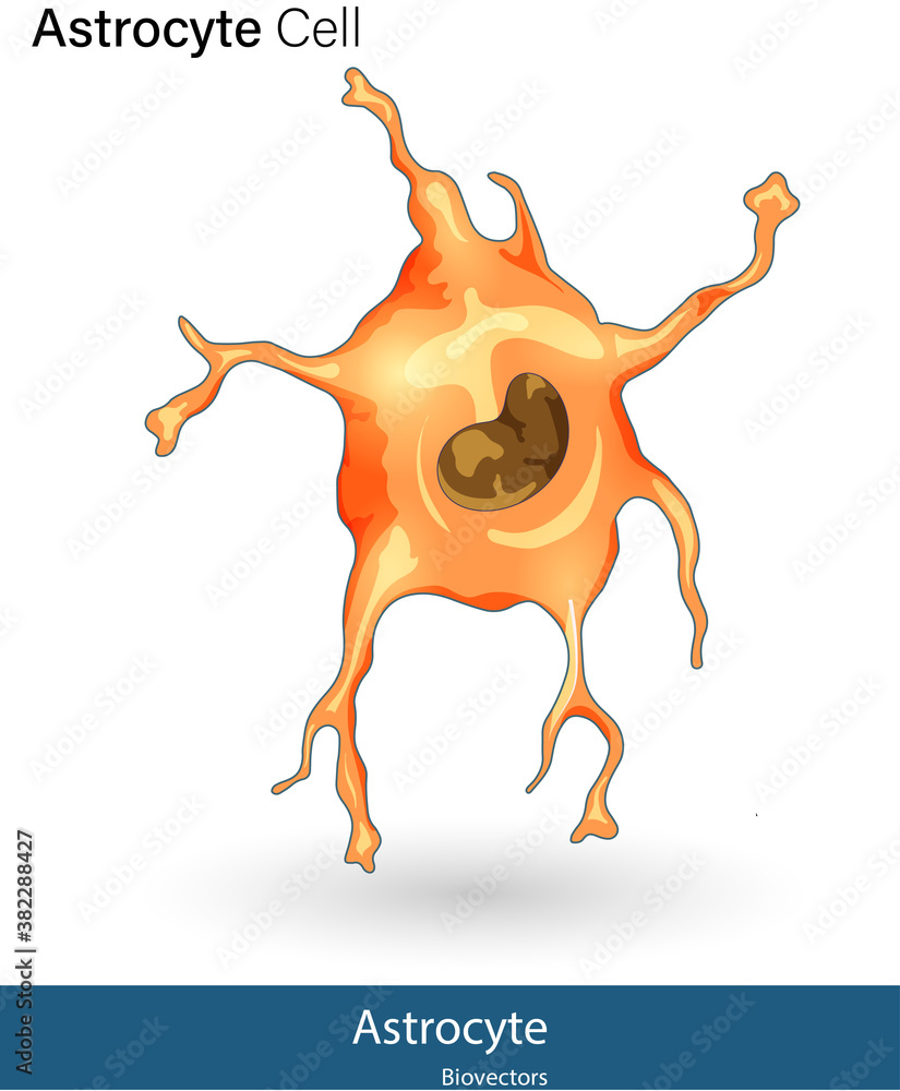 Astrocyte Cell Diagram