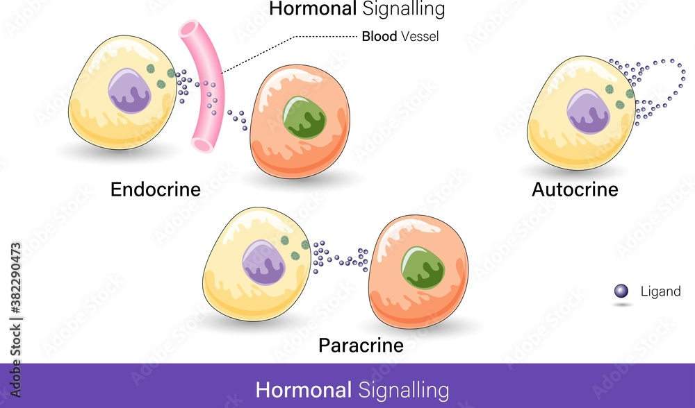 vector of different modes of Hormonal signaling autocrine, paracrine ... vector of different modes of Hormonal signaling autocrine, paracrine ...