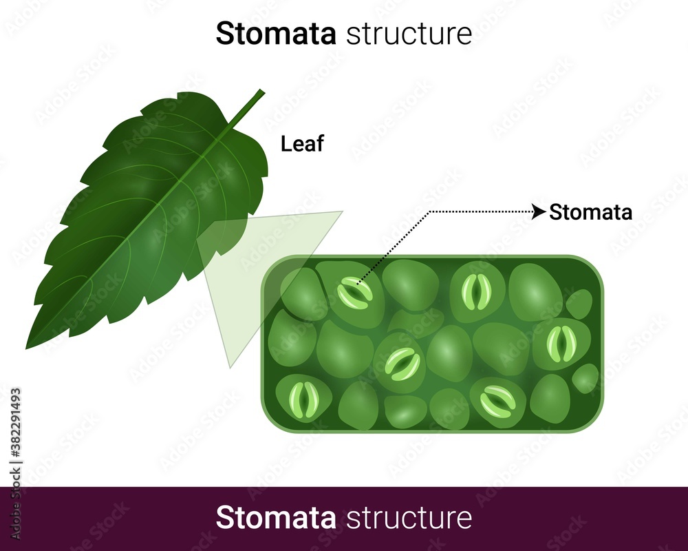 Structure of stomata of green leaves of plants vector illustration ...