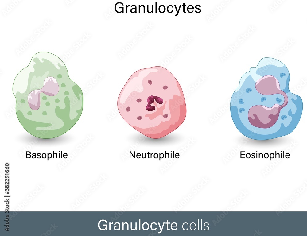 vector of Granulocytes : eosinophil or acidophil, basophil, and ...