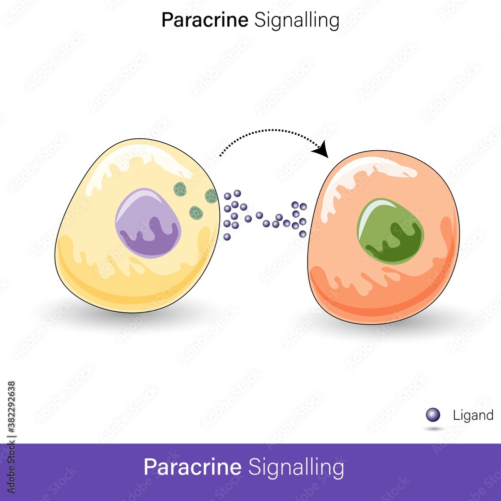 vector of Paracrine cell signaling by hormone molecules Stock Vector ...